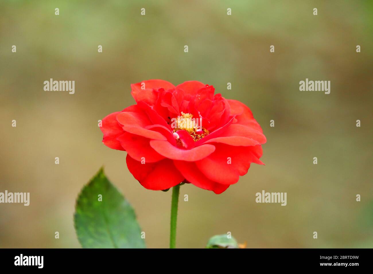 bright red rose head with orange nectar and dark red petals flower on ...