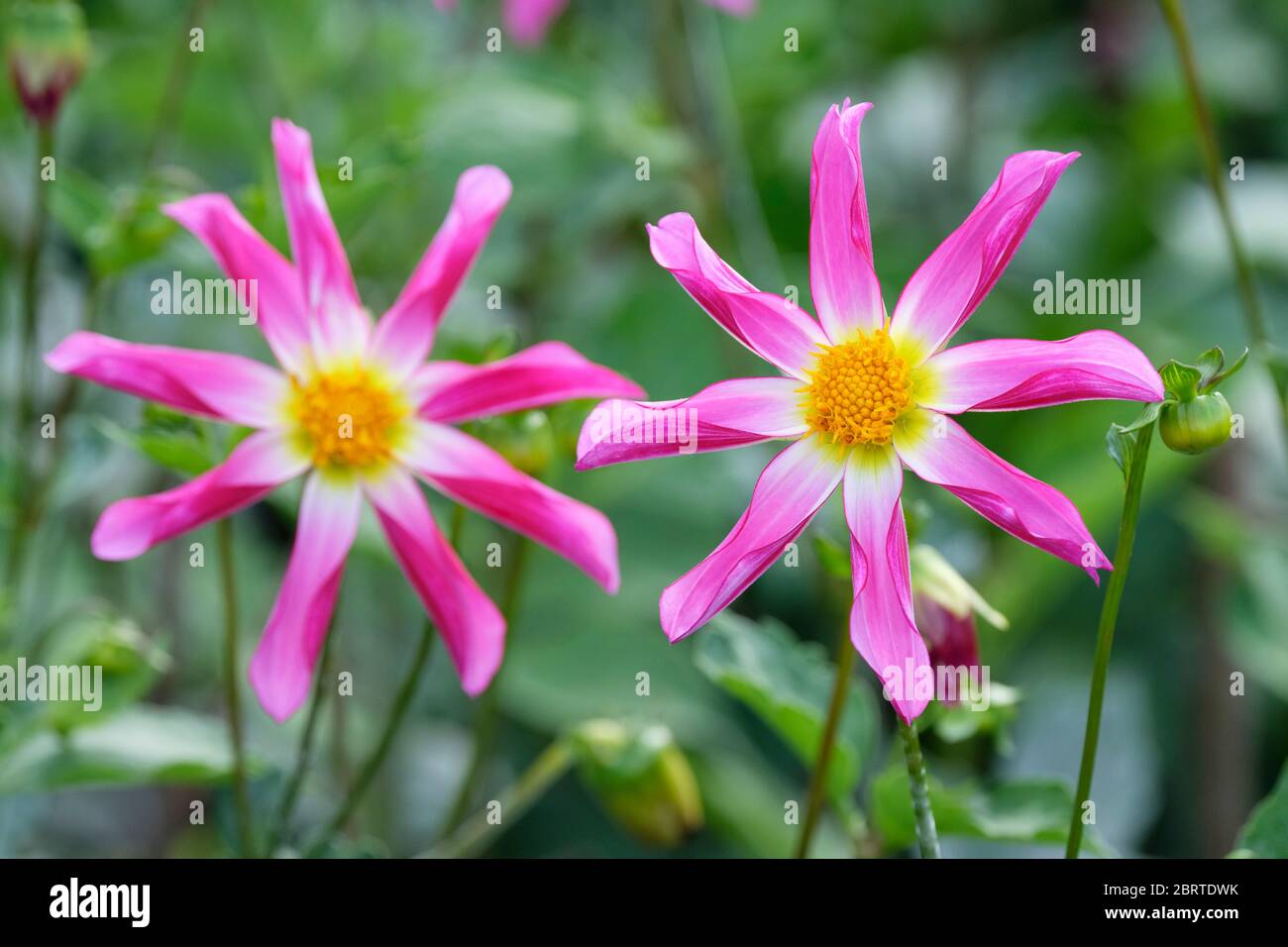 Two blooms of Dahlia Honka Pink, a Single Orchid, or Star dahlias Stock ...
