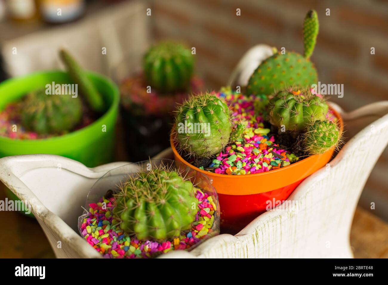 Cacti in pots hi-res stock photography and images - Alamy