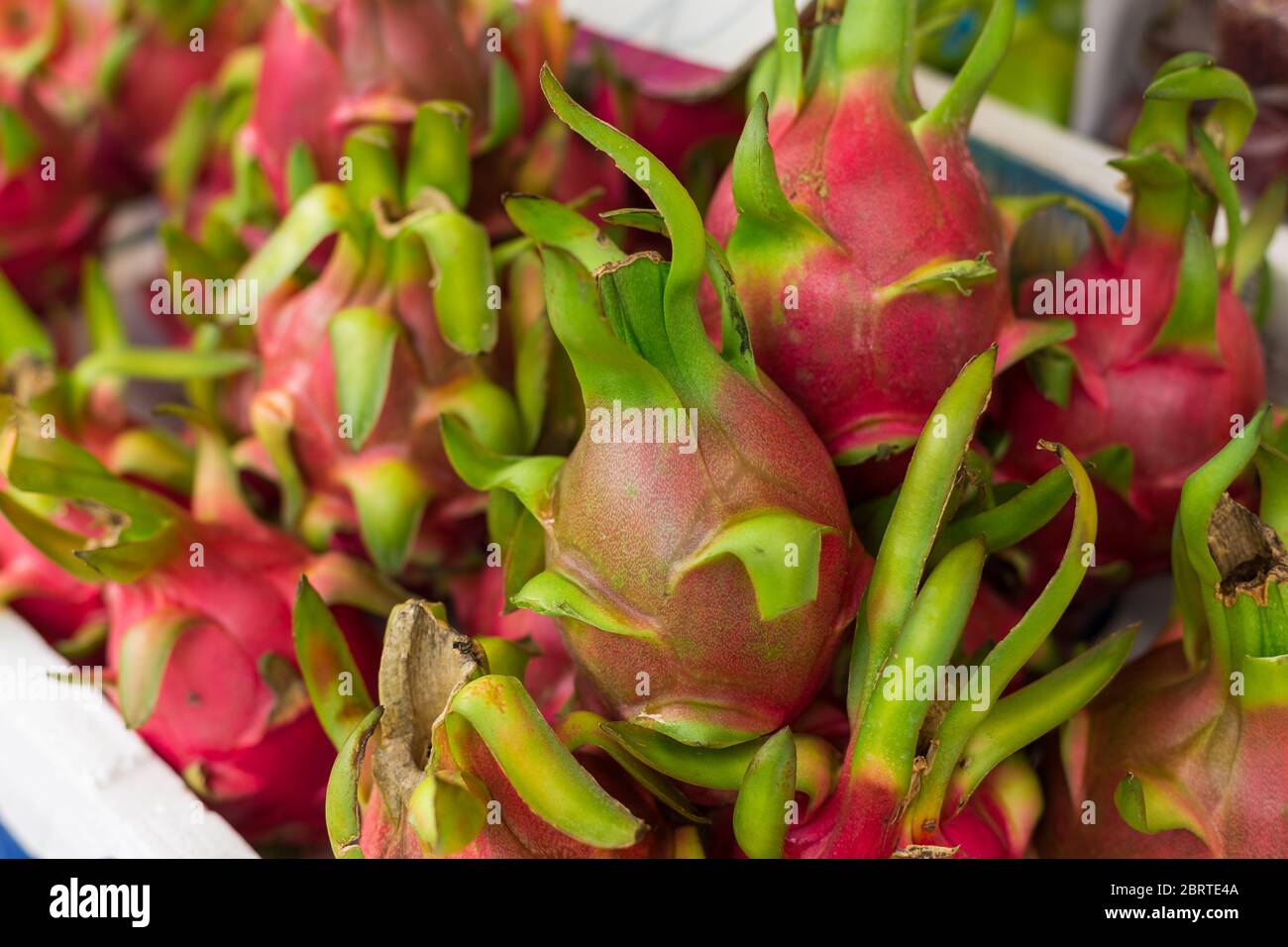 Dragon fruit, Pitaya geow mangon . Fruits of Vietnam and Thailand Stock ...