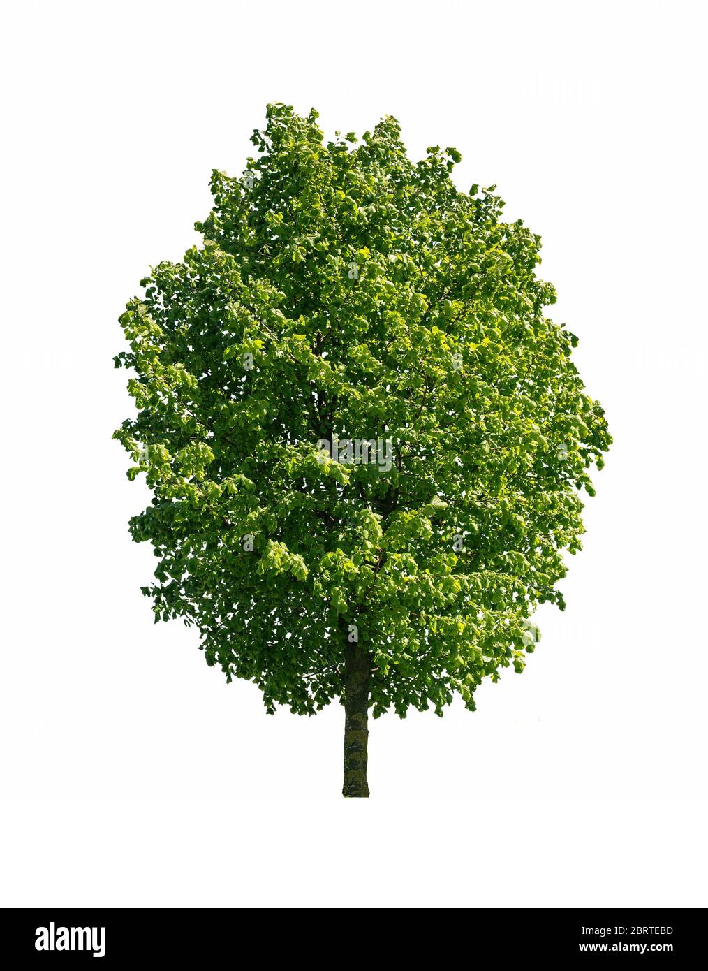 Jungle tree white background Cut Out Stock Images & Pictures - Alamy