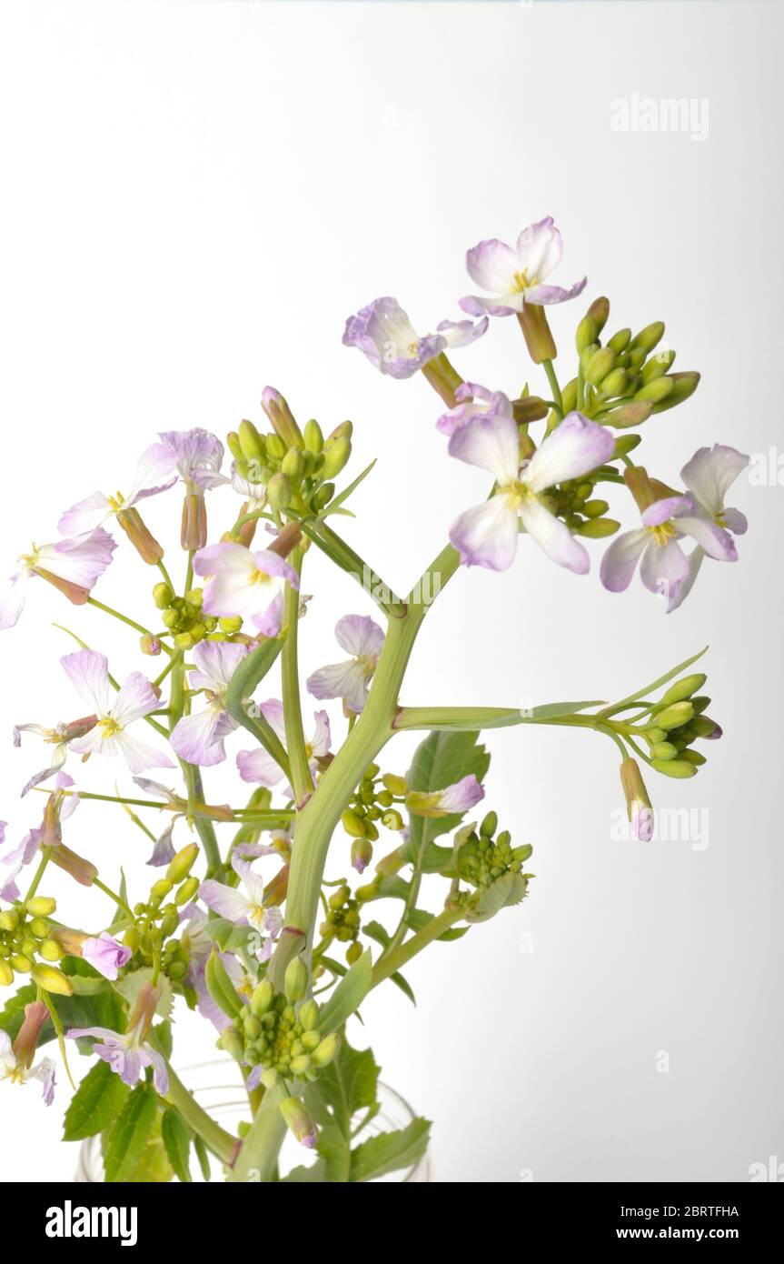 White mustard on white background Stock Photo - Alamy