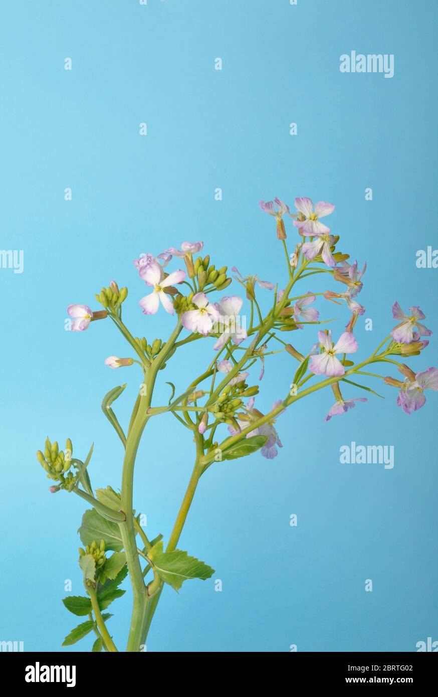 Use of fertilizer in mustard crop hi-res stock photography and images ...