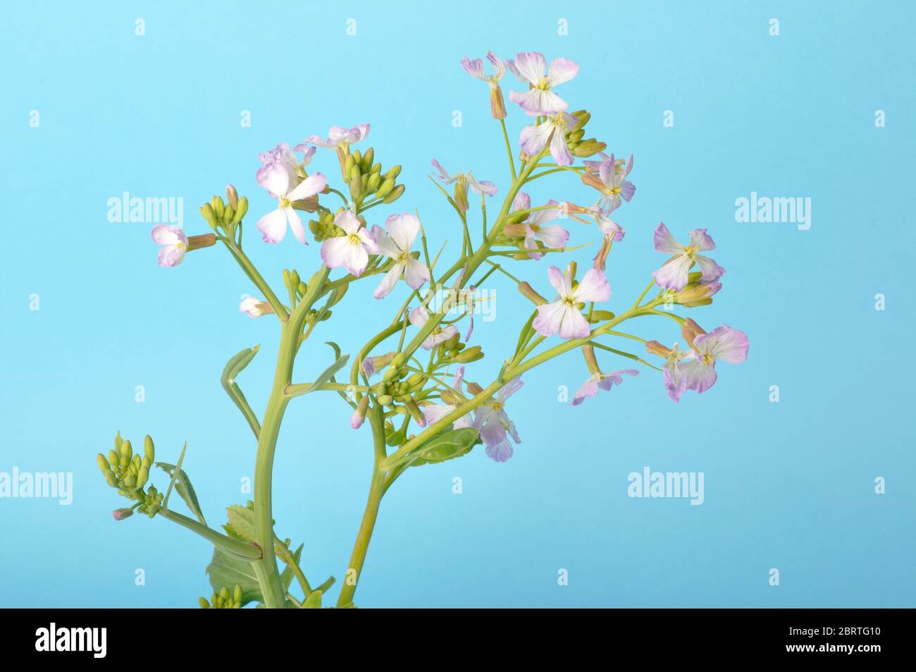 Use of fertilizer in mustard crop hi-res stock photography and images ...