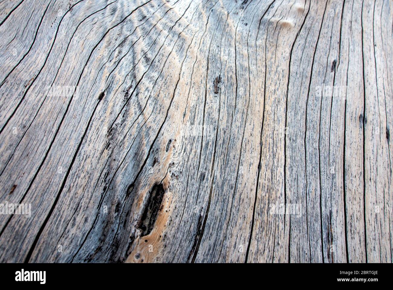 Detail of old stump surface, Texture of old stump wood surface Stock ...