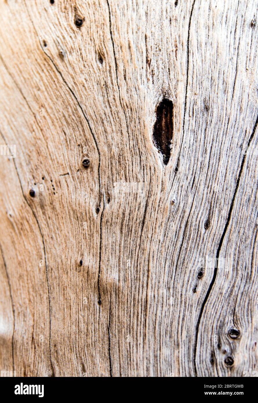Detail of old stump surface , wood texture Stock Photo - Alamy