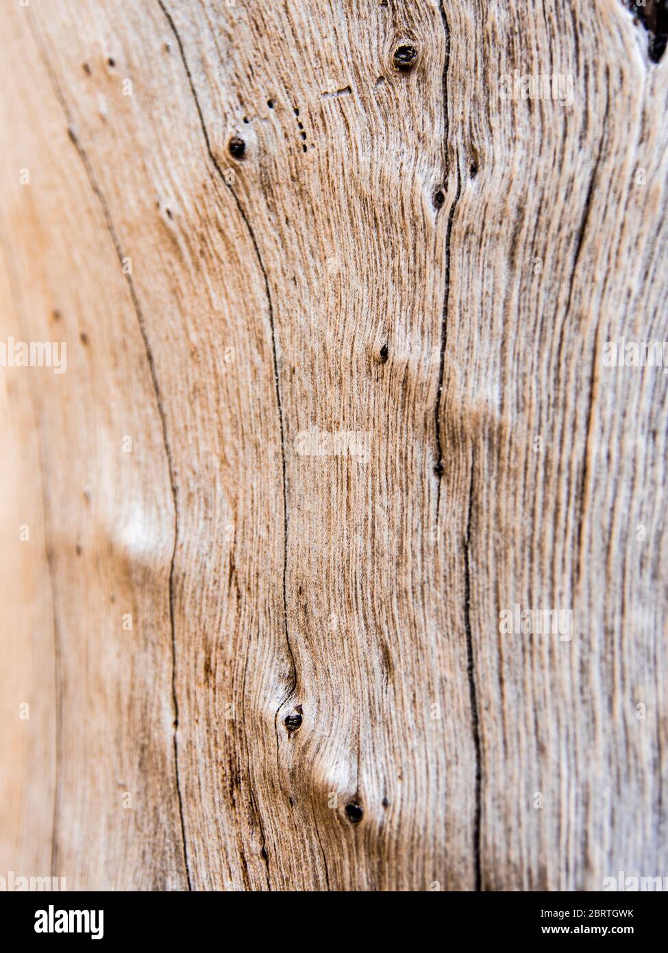 Detail of old stump surface , wood texture Stock Photo - Alamy
