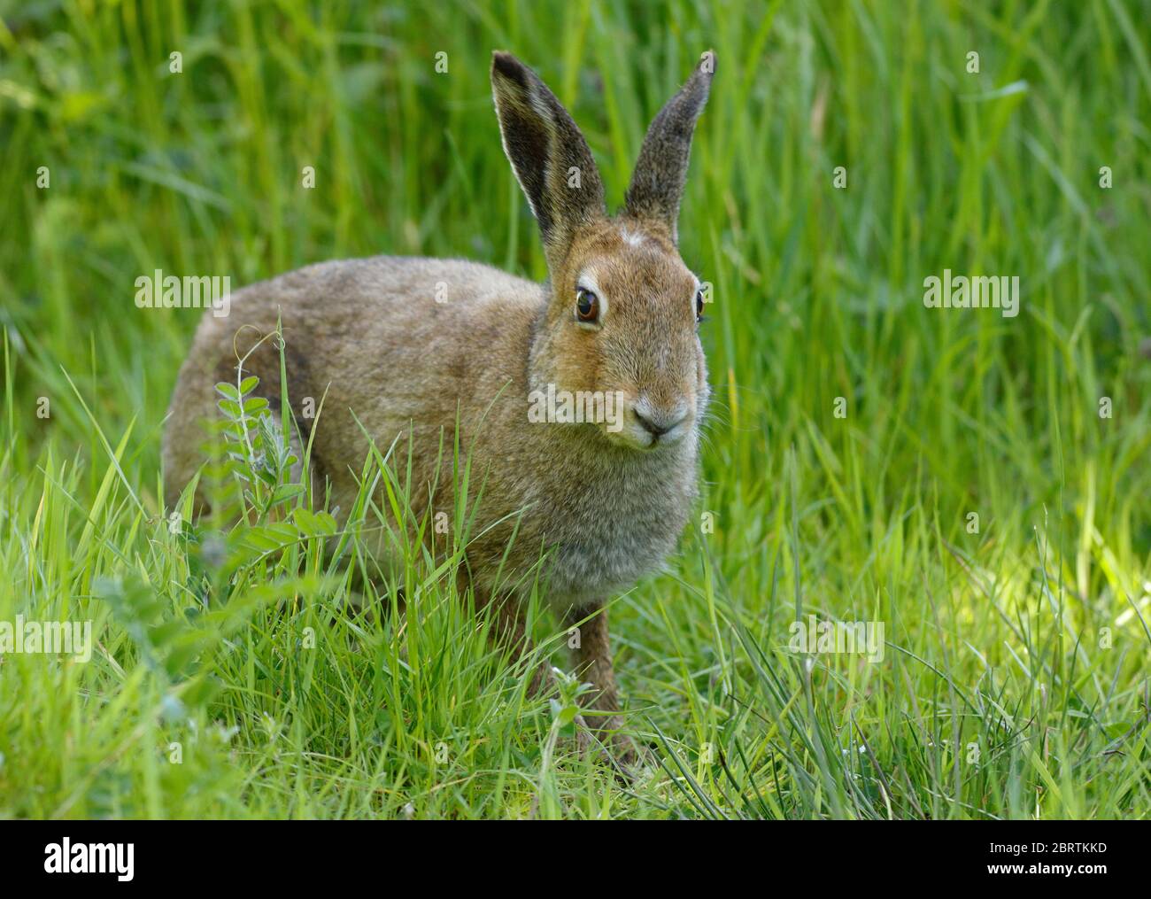 Rabbit Noses High Resolution Stock Photography and Images - Alamy