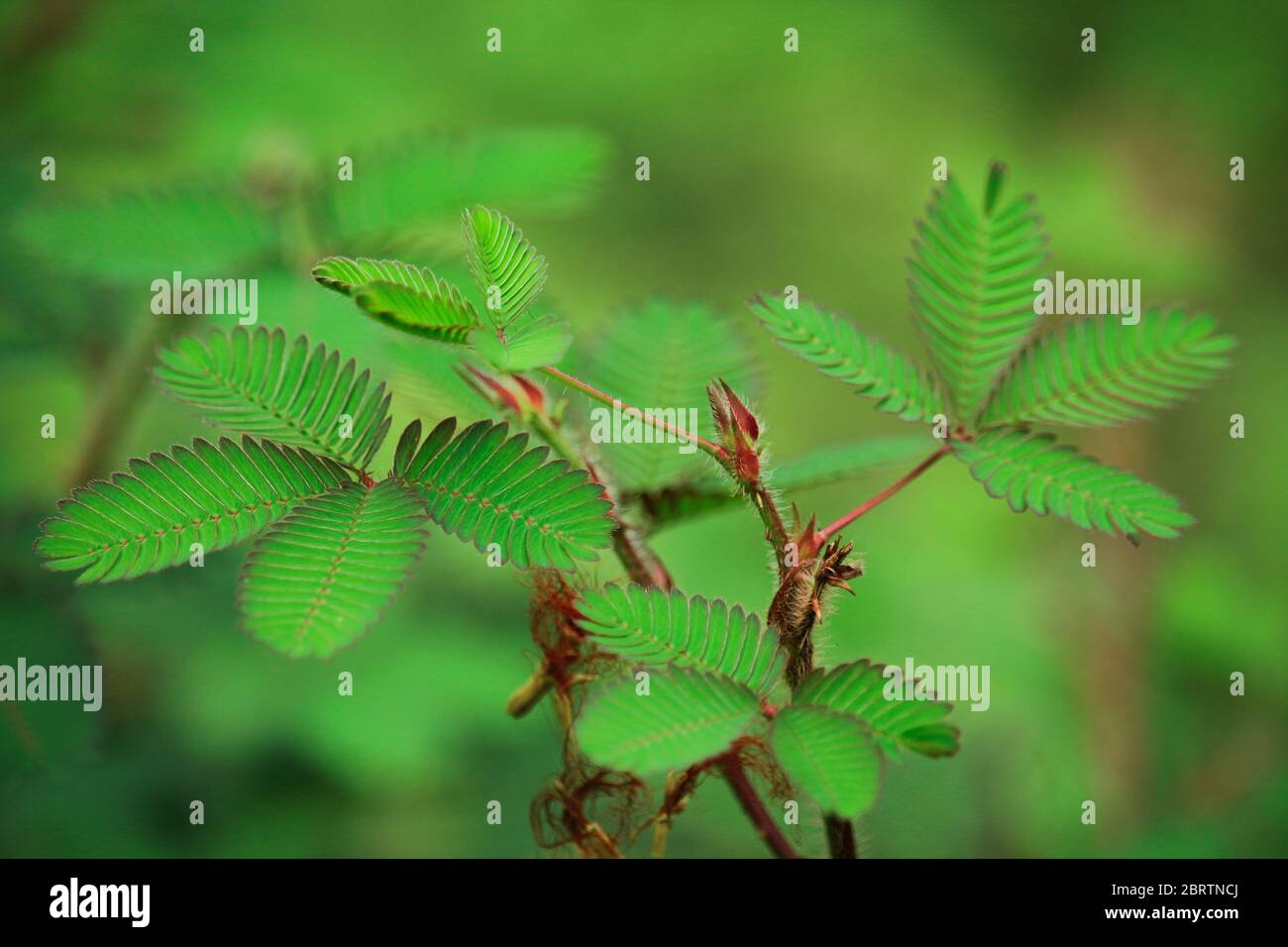 A beautiful picture of a shy tree Stock Photo - Alamy