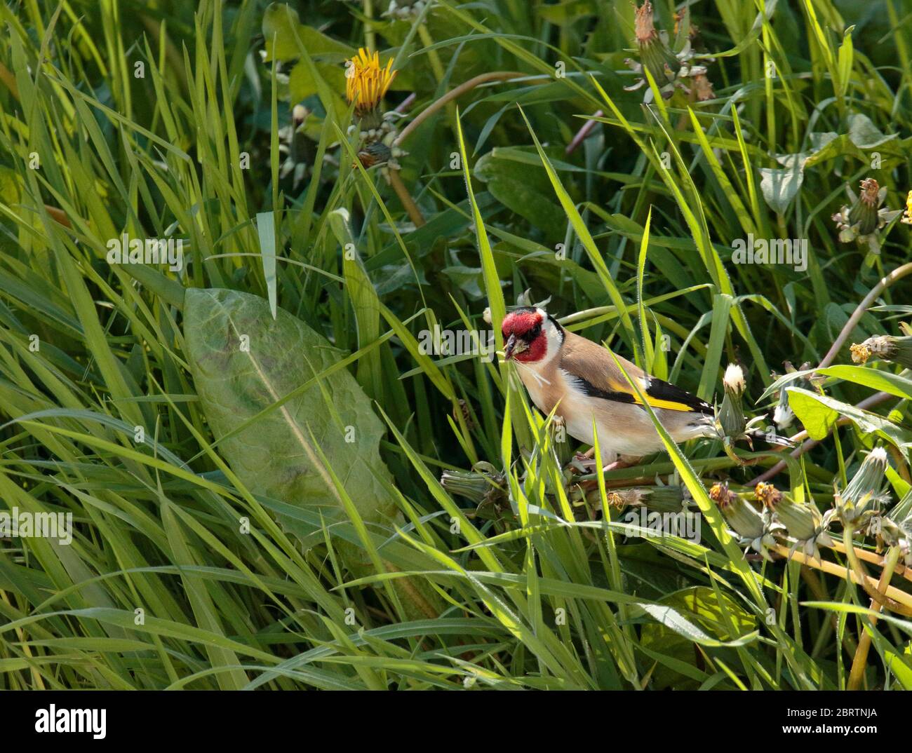 Dandelion bird hi-res stock photography and images - Alamy