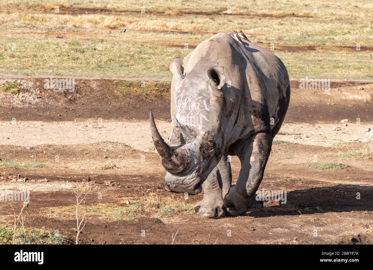 White rhinoceros with oxpecker birds on his back, walking through Lake ...