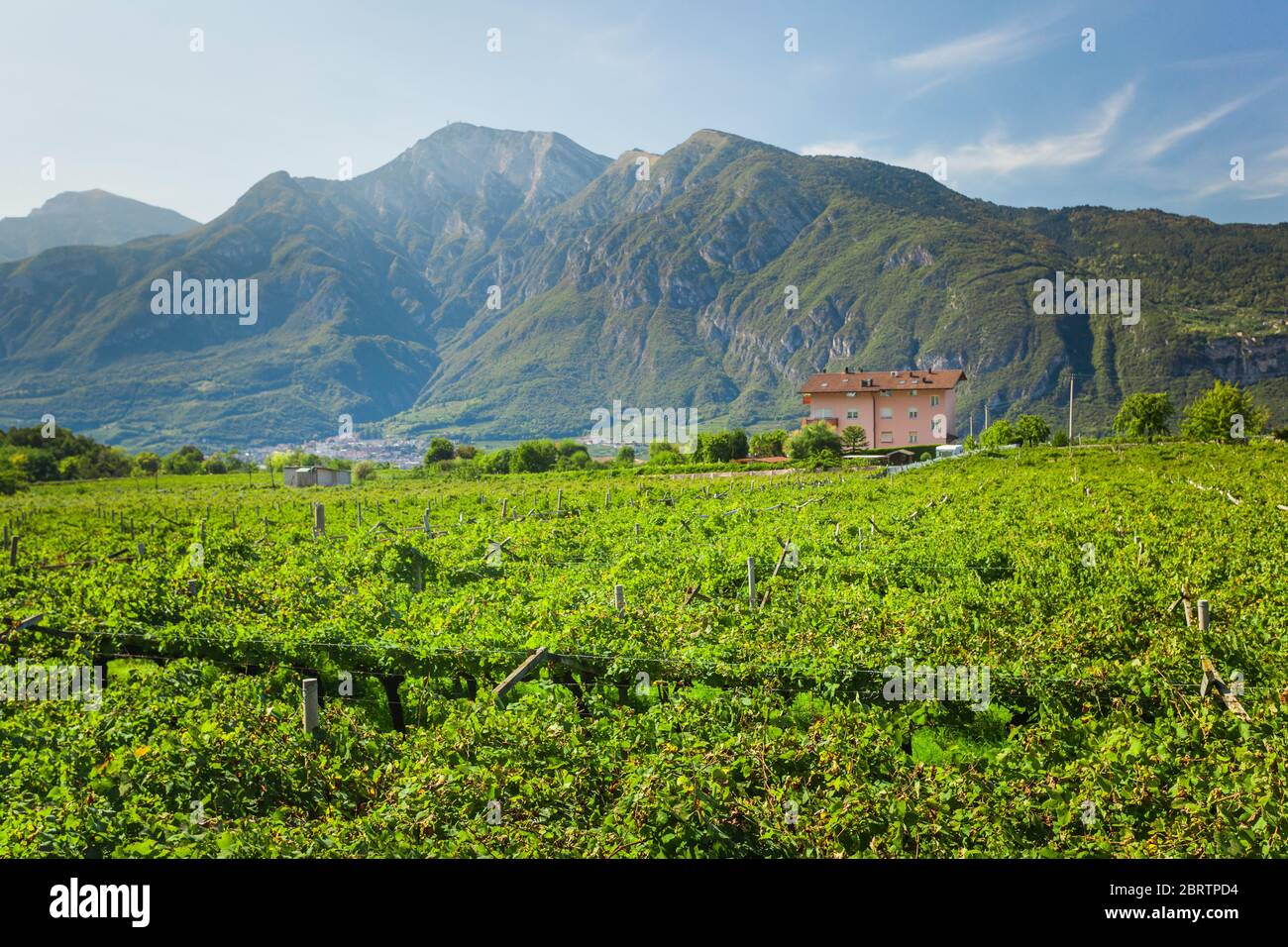 Alpine vineyard in italian region Trentino-Alto Adige with Alps on the ...