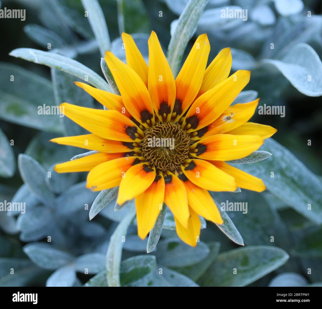 Spring flowers in cyprus hi-res stock photography and images - Alamy