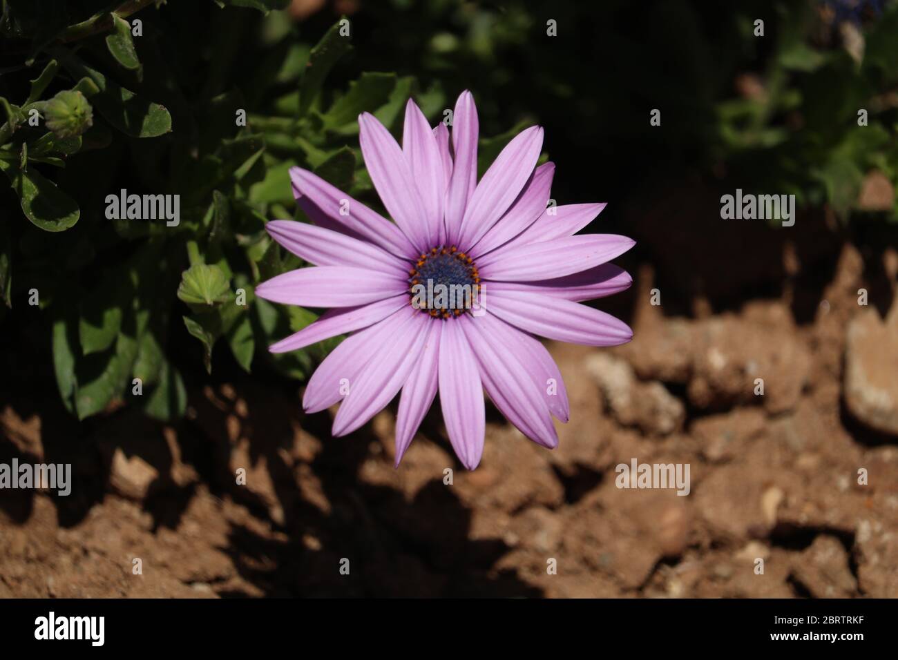 Purple flowers in cyprus hi-res stock photography and images - Alamy
