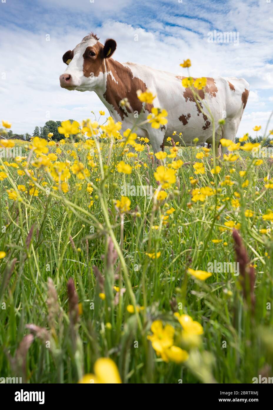red and white spotted cow in meadow with yellow buttercup flowers Stock ...