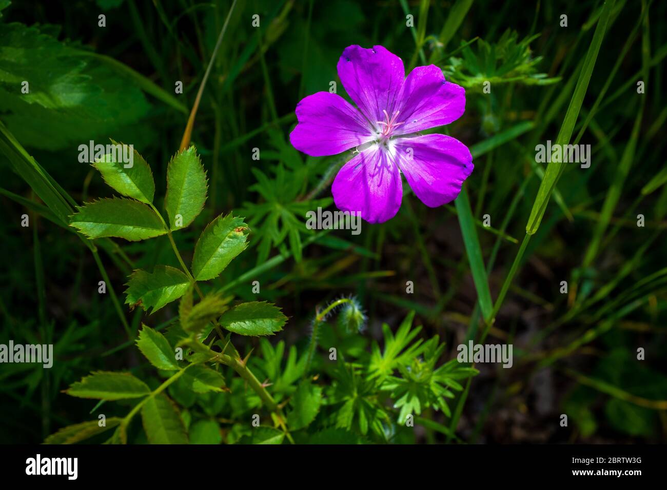 One single flower of Bloody geranium - Geranium sanguineum, purple ...