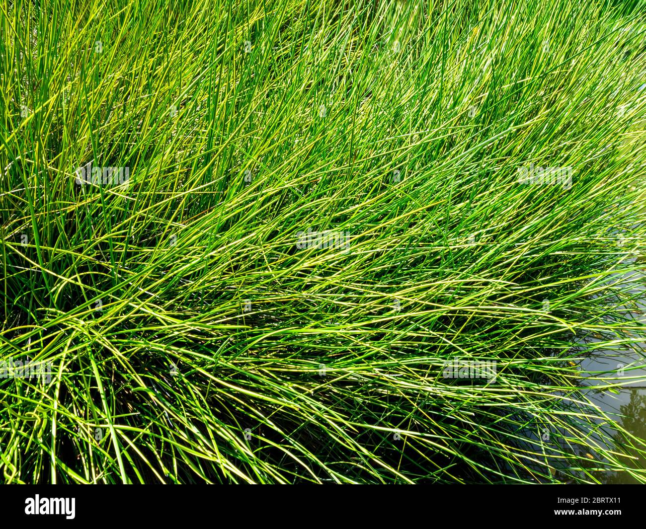 Needle shaped leaves hi-res stock photography and images - Alamy