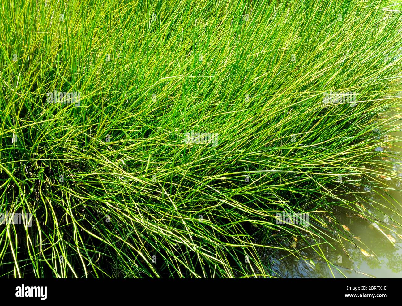 Needle Shaped Leaves High Resolution Stock Photography and Images - Alamy