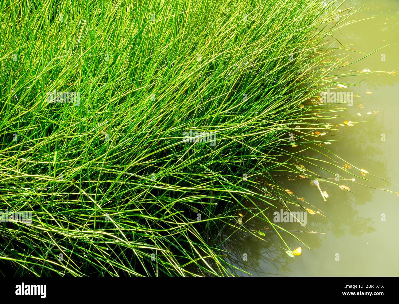 Needle shaped leaves of Sedge, aquatic weed Stock Photo - Alamy