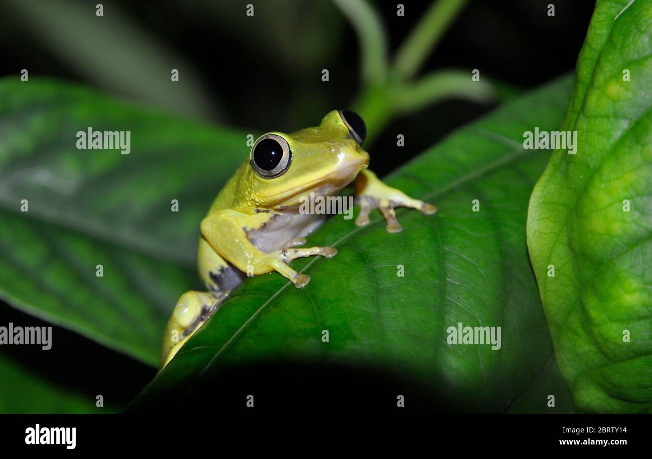 close-up of Seychelles Tree Frog (Tachycnemis seychellensis) on a leaf ...
