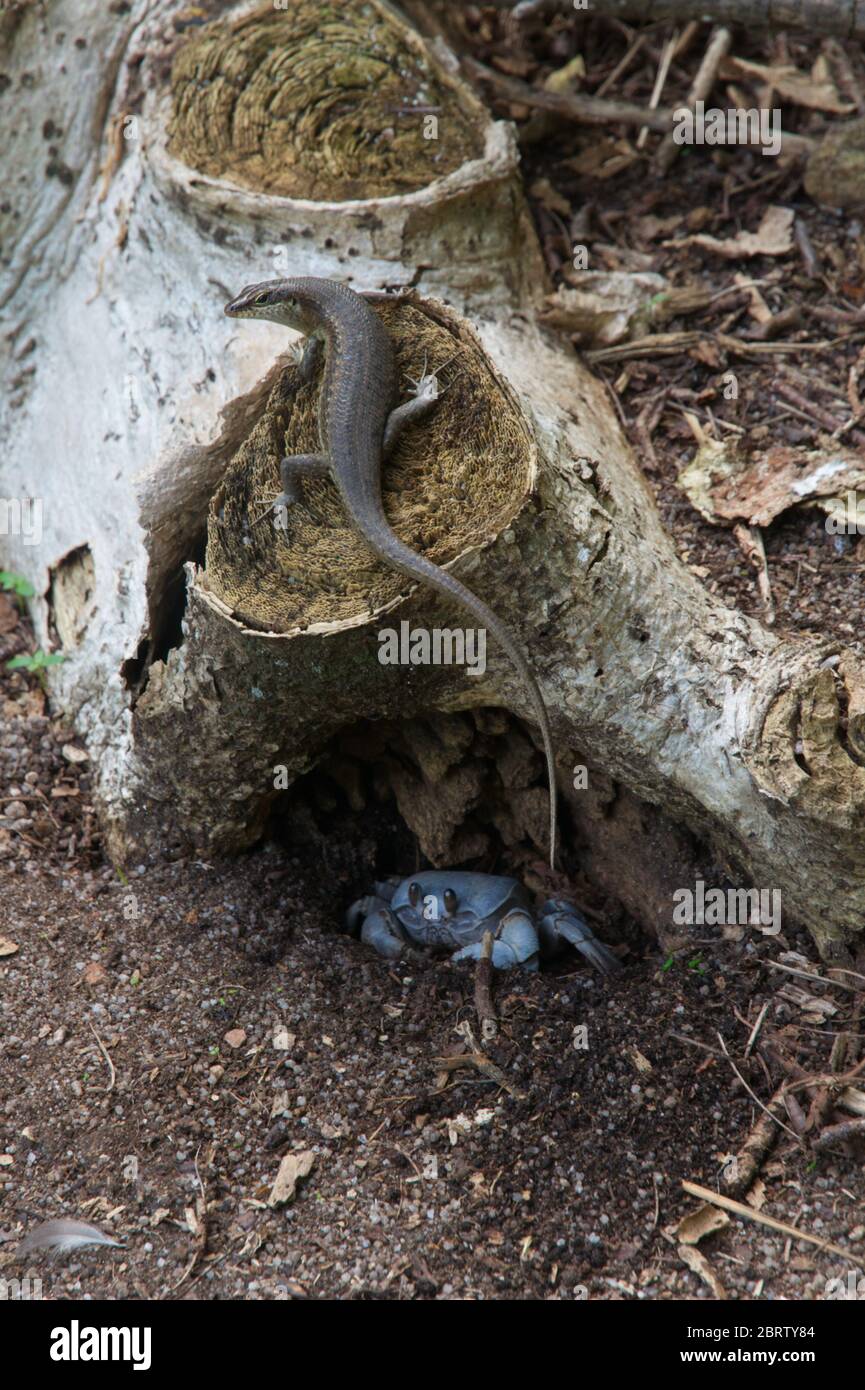 Ground Skink High Resolution Stock Photography and Images - Alamy