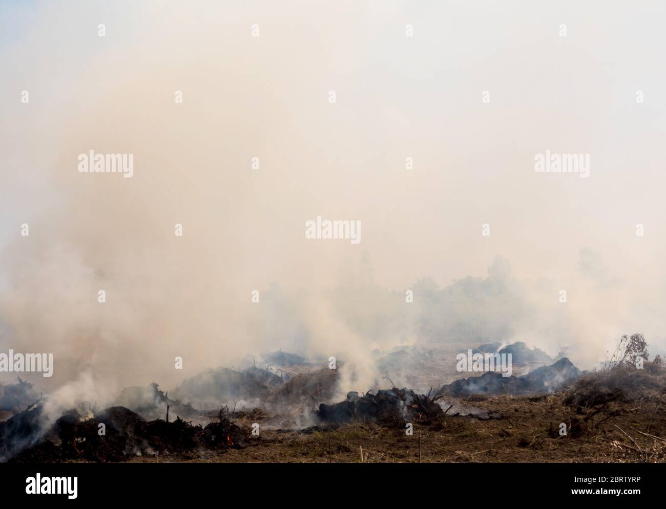 Dense dust and smoke from burning stubble in agricultural areas along ...