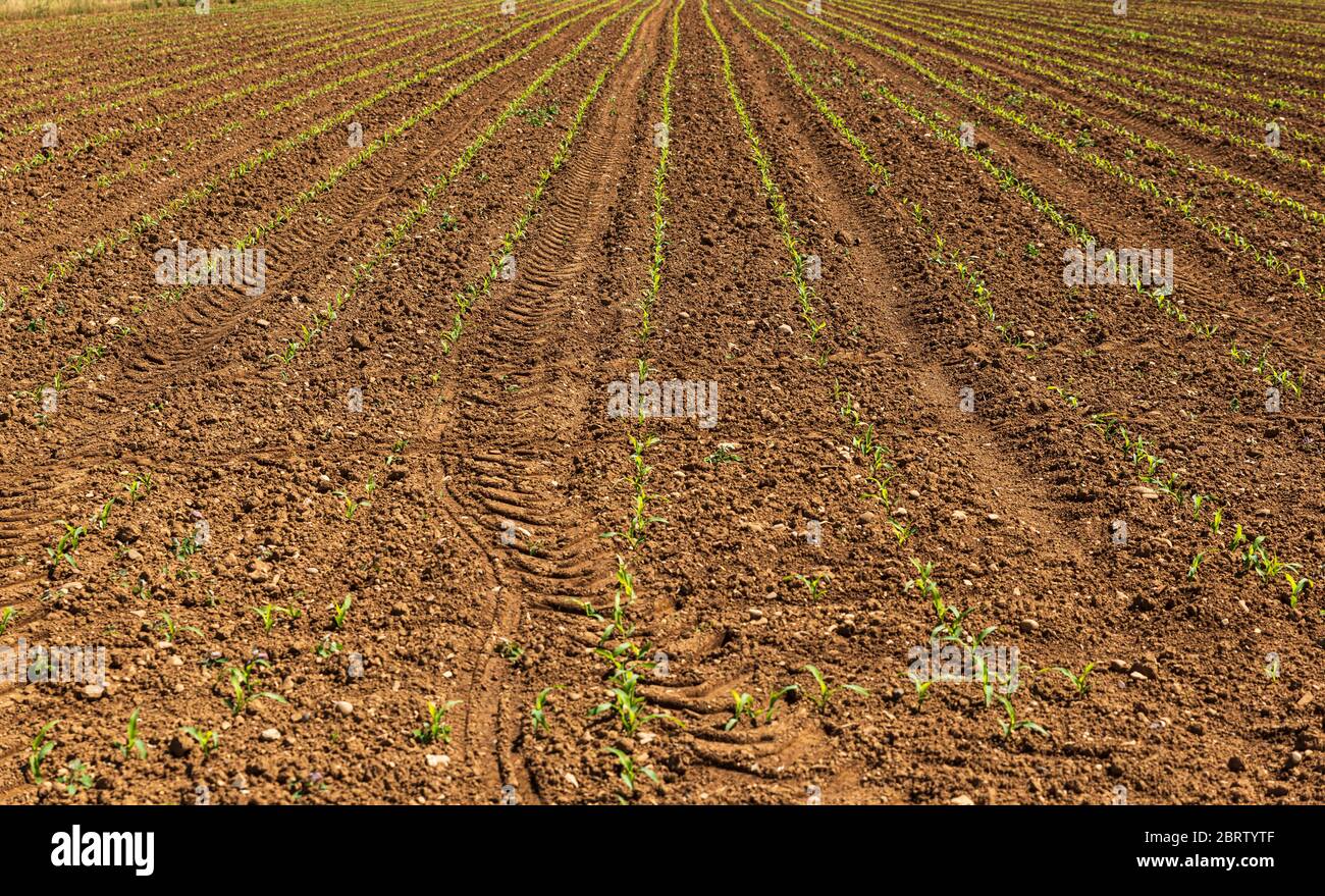 Fresh Sprouts in planted field, Rows of buds Stock Photo - Alamy