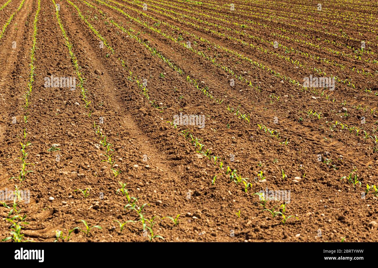 Fresh Sprouts in planted field, Rows of buds Stock Photo - Alamy