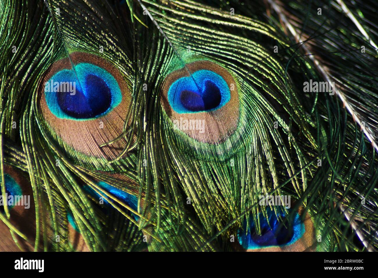 Pfauenfeder High Resolution Stock Photography and Images - Alamy