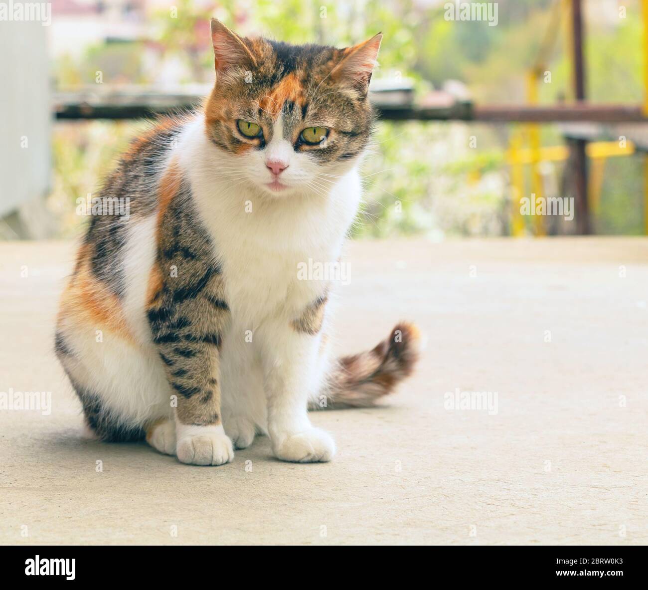 Three color hi-res stock photography and images - Alamy