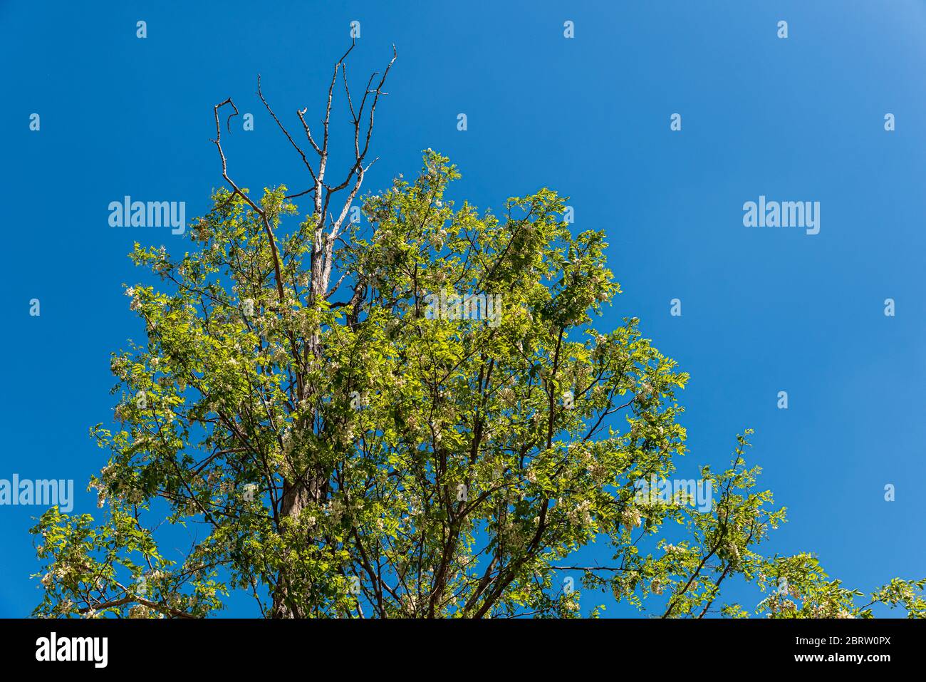Elder tree hi-res stock photography and images - Alamy