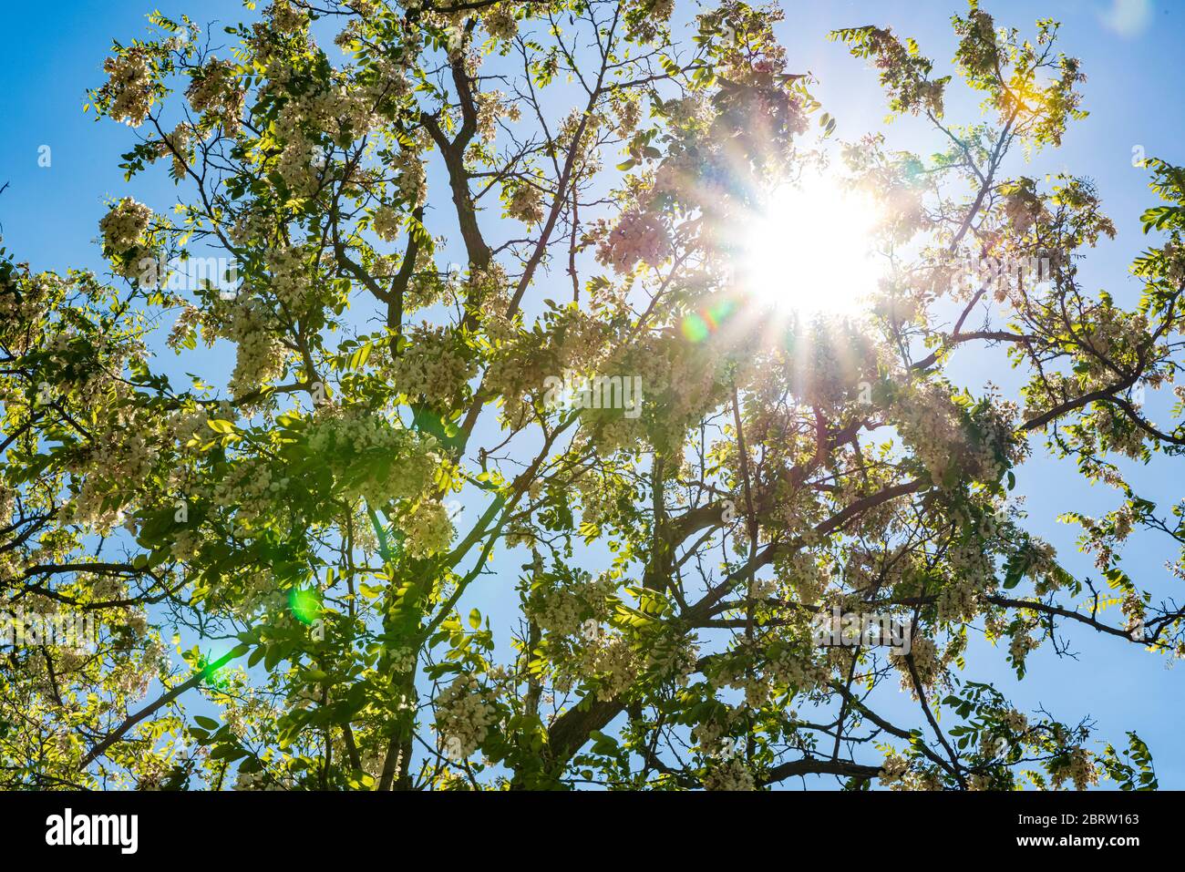 Sun rays through branches of elder tree covered with flowers Stock ...