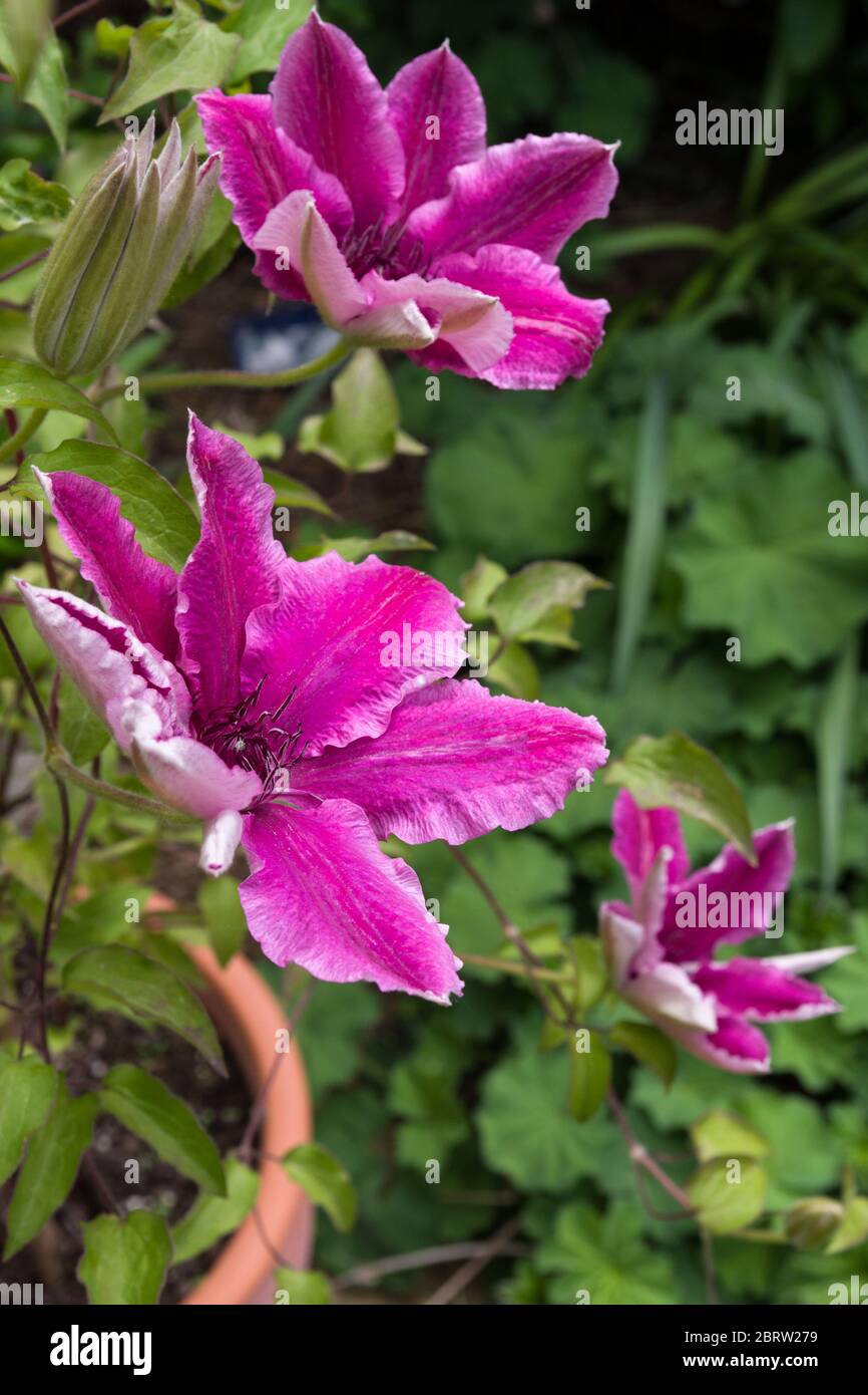 Flowers of the early summer flowering climber Clematis "carnaby" in a ...