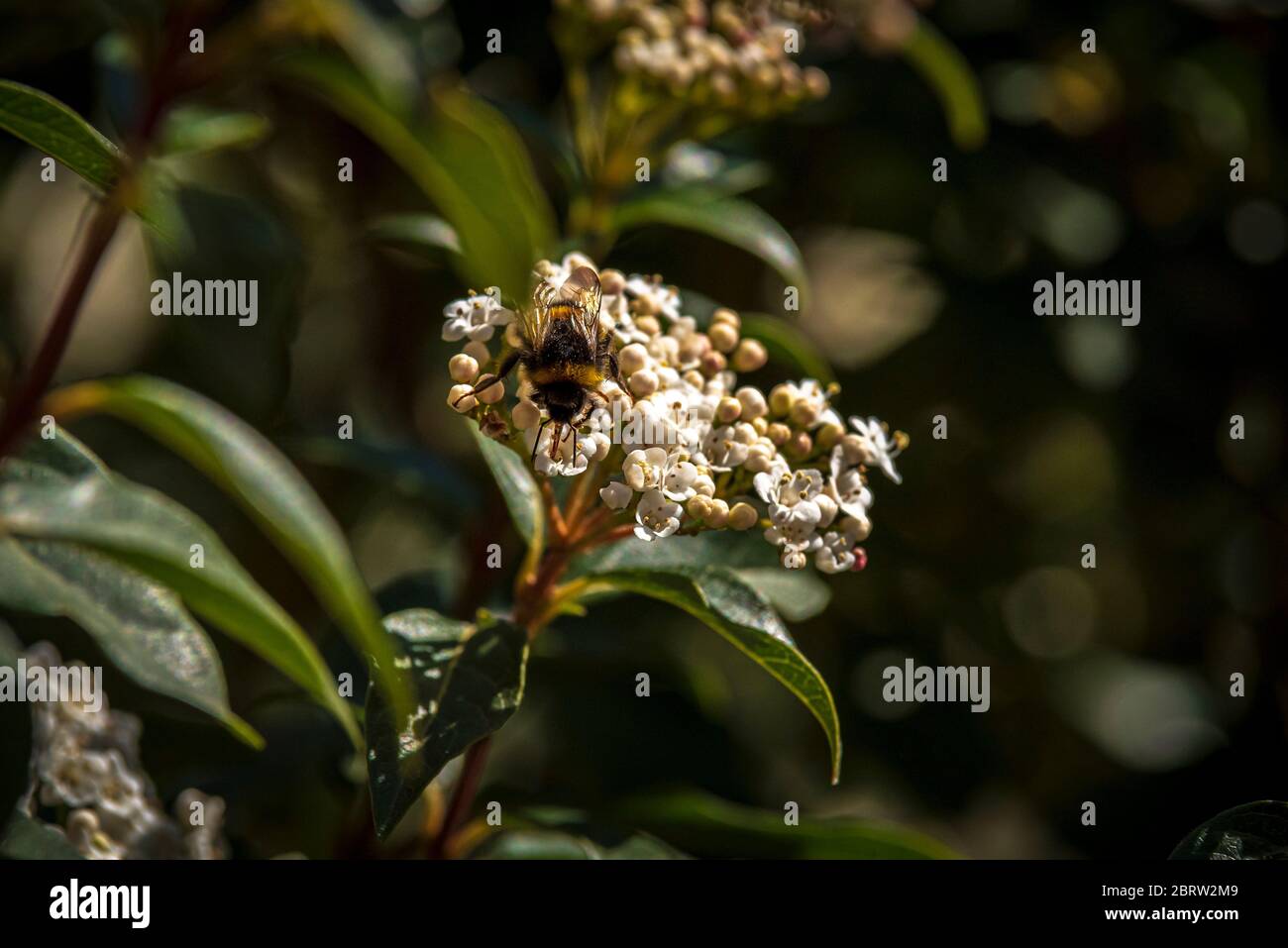 Bombus sucking nectar on viburnum flower during pollination Stock Photo ...