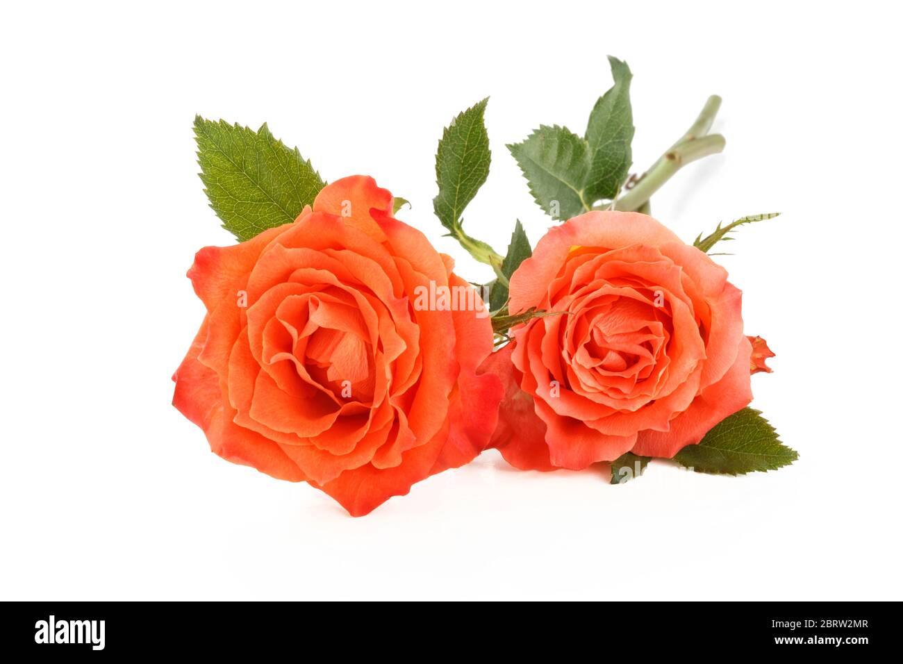 Two coral roses isolated on white background Stock Photo - Alamy