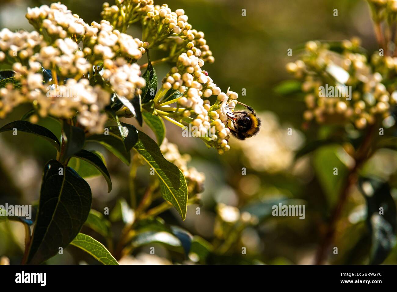 Bombus close up on viburnum flower during pollination Stock Photo - Alamy