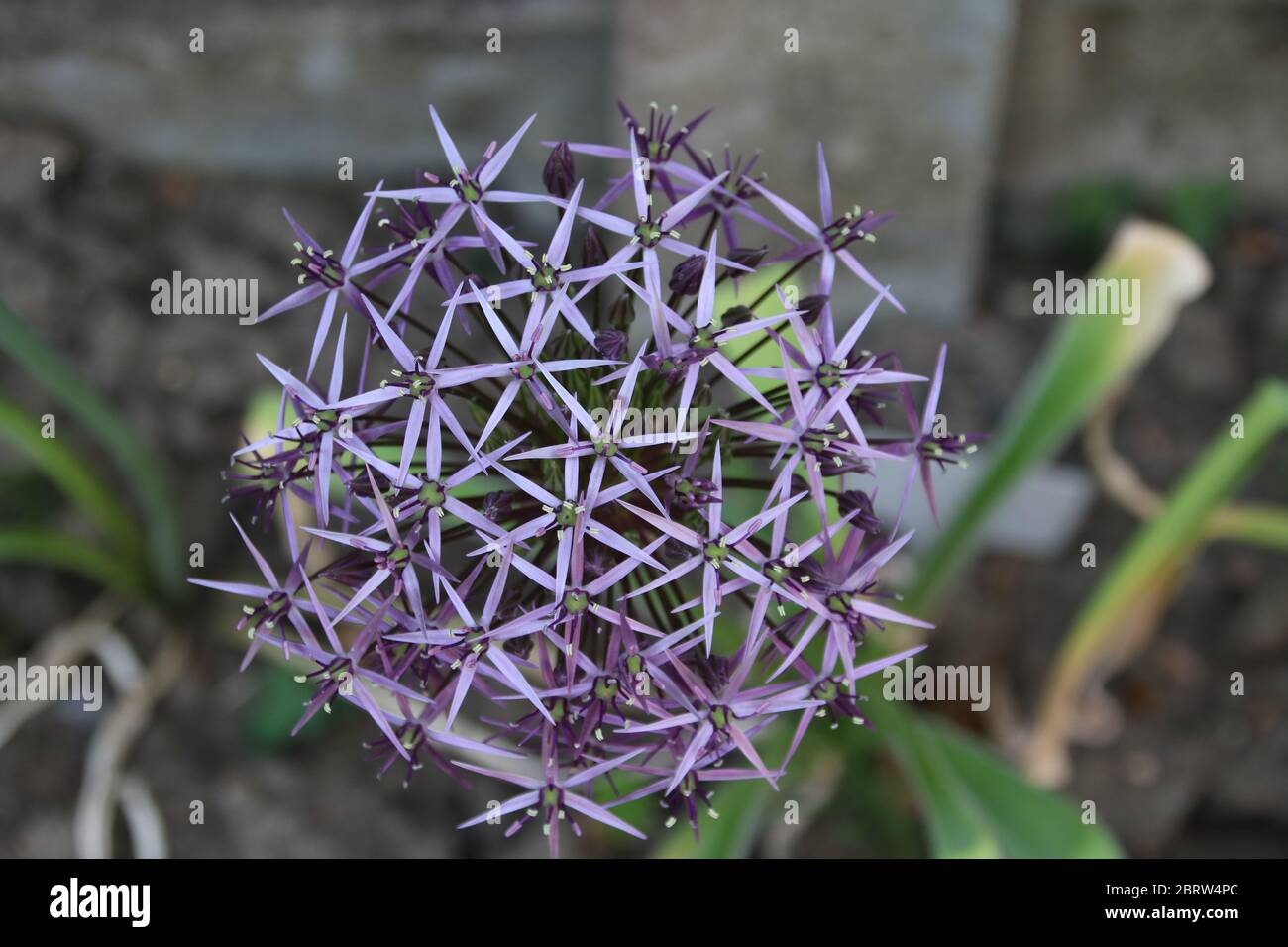 alium flower head Stock Photo - Alamy