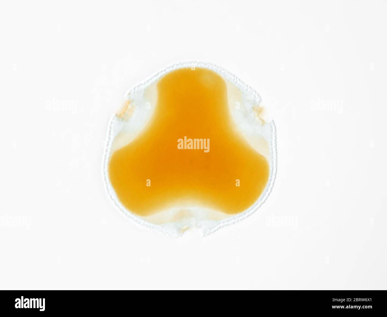 Tilia pollen grain, about 45 microns in diameter Stock Photo - Alamy