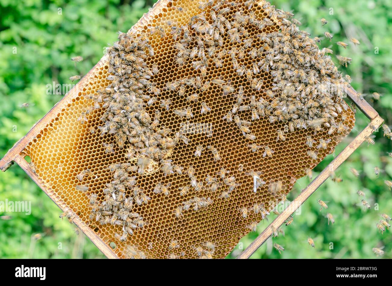 honey bees on honeycomb in apiary in the summertime Stock Photo - Alamy