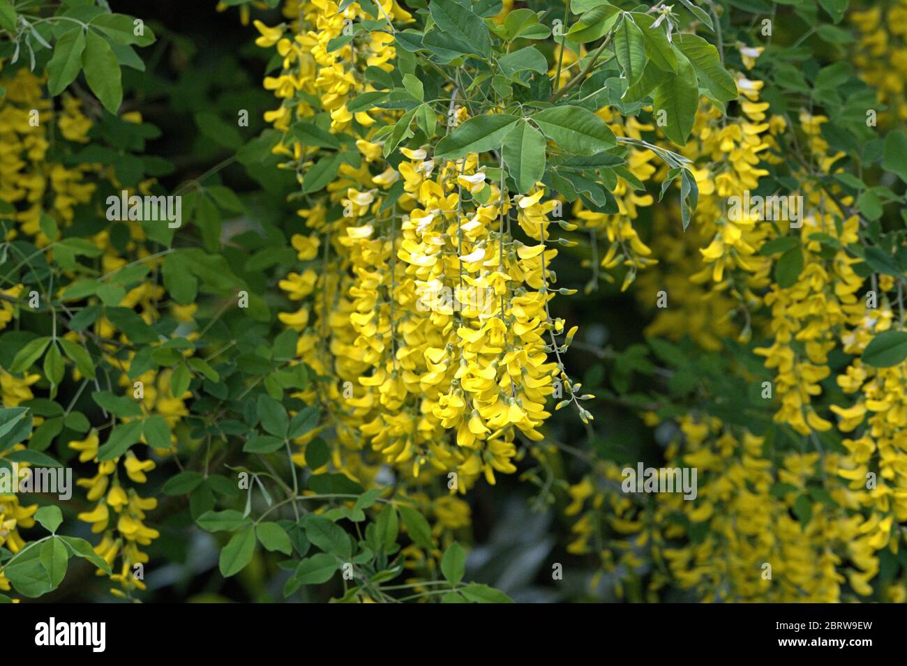May 21, 2020, Schleswig-Holstein, Schleswig: The bleeding of a laburnum ...