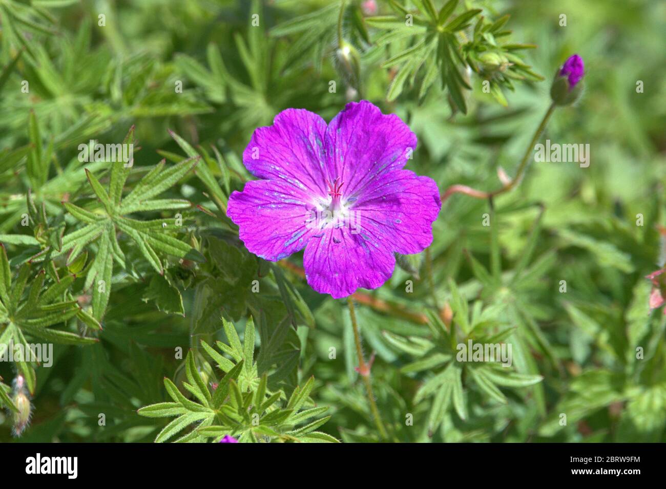 Geraniales order hi-res stock photography and images - Alamy