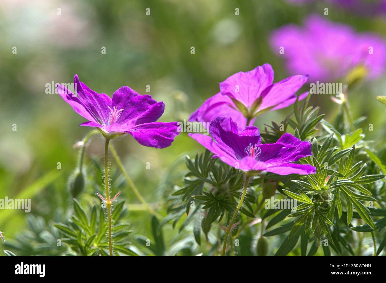 Rosids ii hi-res stock photography and images - Alamy