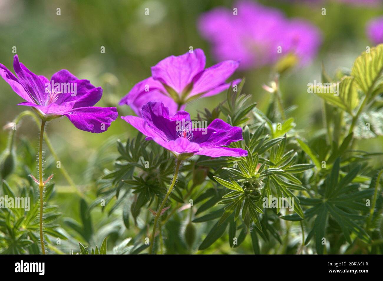Schleswig, Deutschland. 21st May, 2020. 21.05.2020, Schleswig, blood of ...