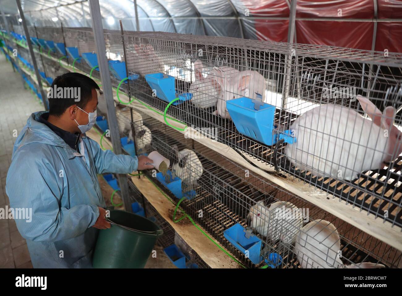 Anti rabbits hi-res stock photography and images - Alamy