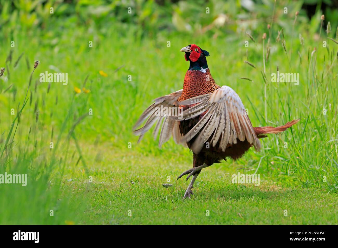 Pheasant display hi-res stock photography and images - Alamy