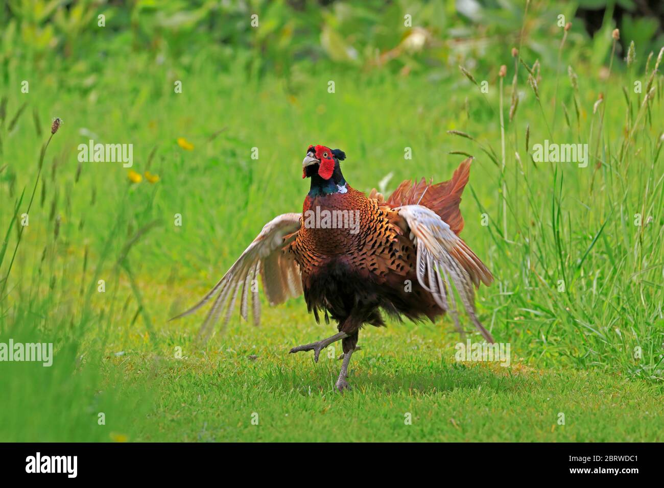 Male Common Pheasant displaying in a garden Forest of Dean UK Stock ...