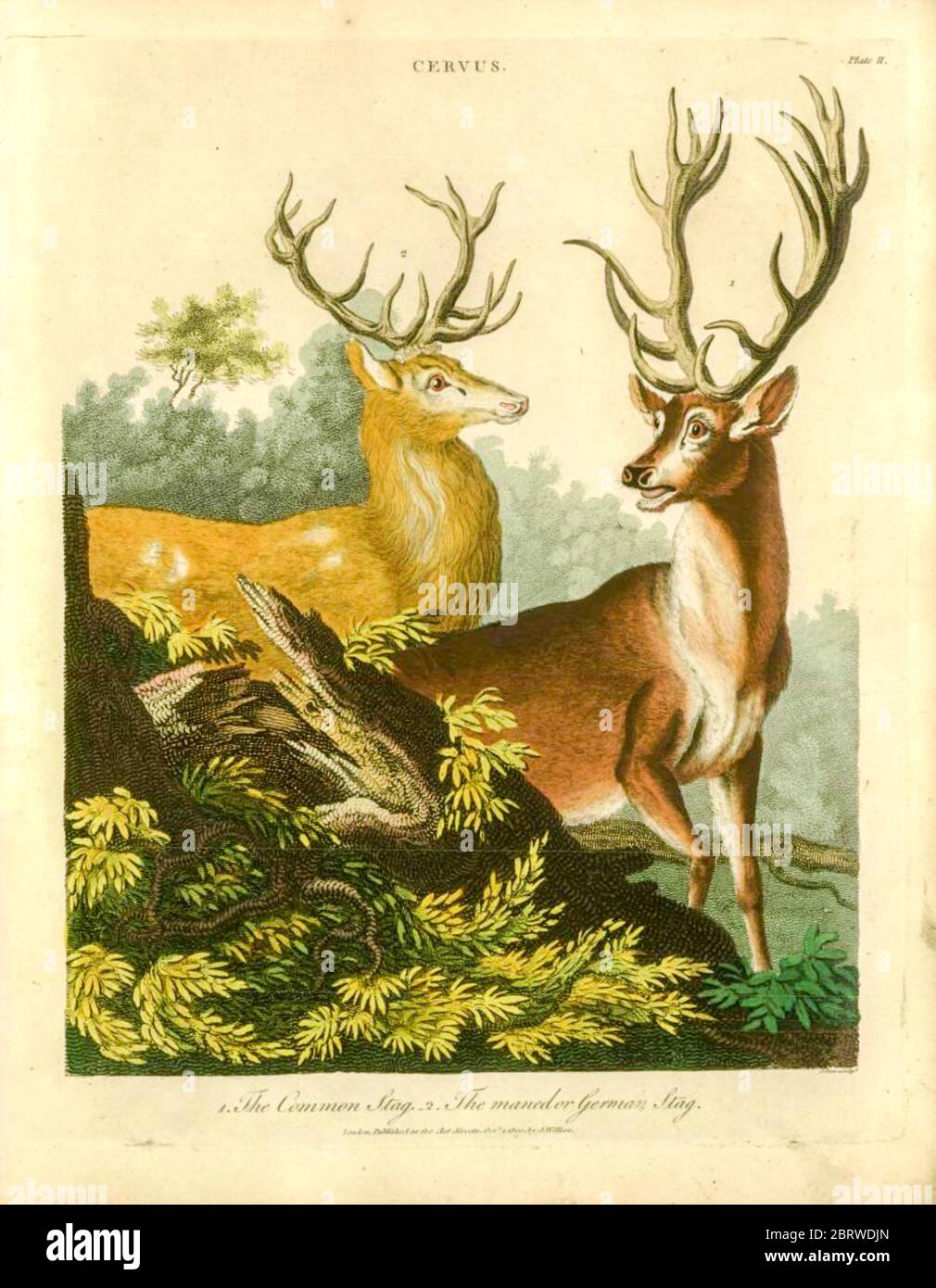 Common stag (Red Deer) and German stag Handcolored copperplate ...