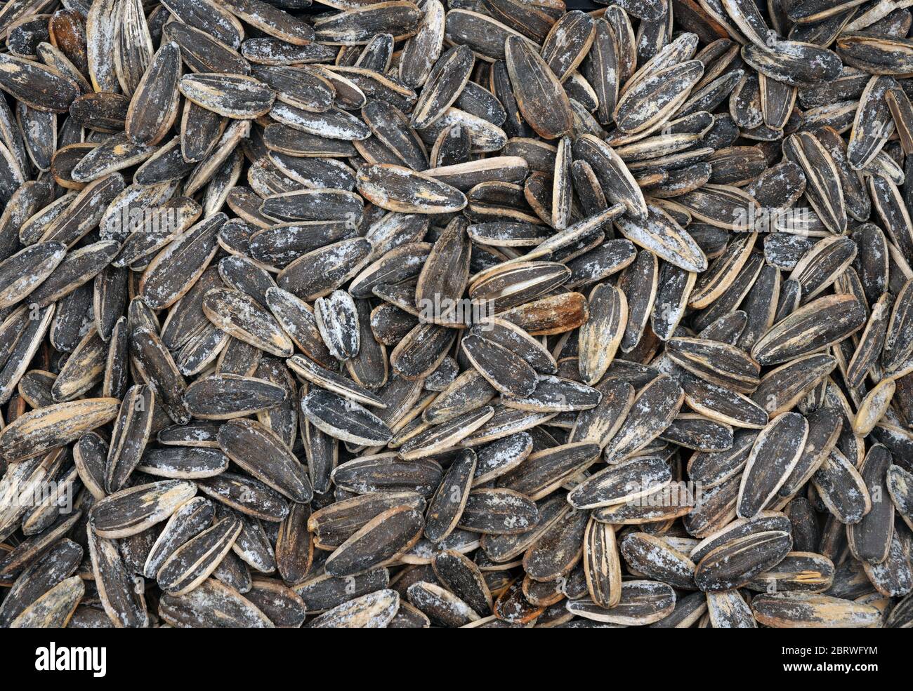 Organic black salty sunflower seeds. For texture or background Stock ...