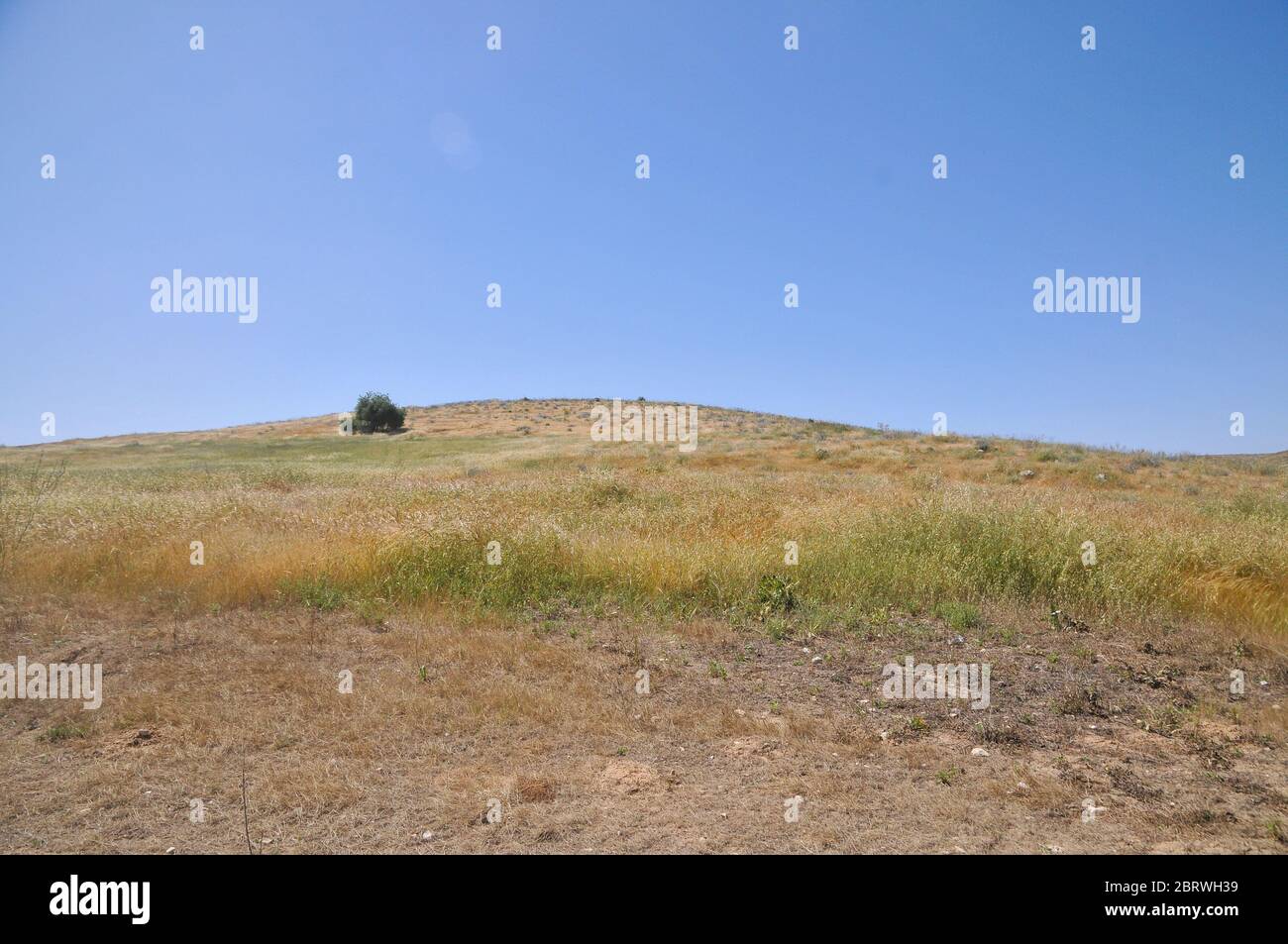 Spring desert landscape. After an exceptionally rainy winter, the ...