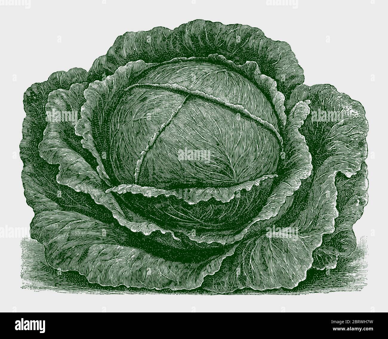 Early flat head cabbage variety. Green colored illustration after a ...